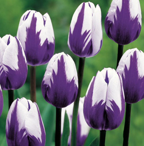 Tulip Blueberry Ripple - Mr Middleton Garden Shop