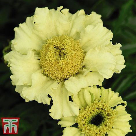 Marigold Colossus - Mr Middleton Garden Shop