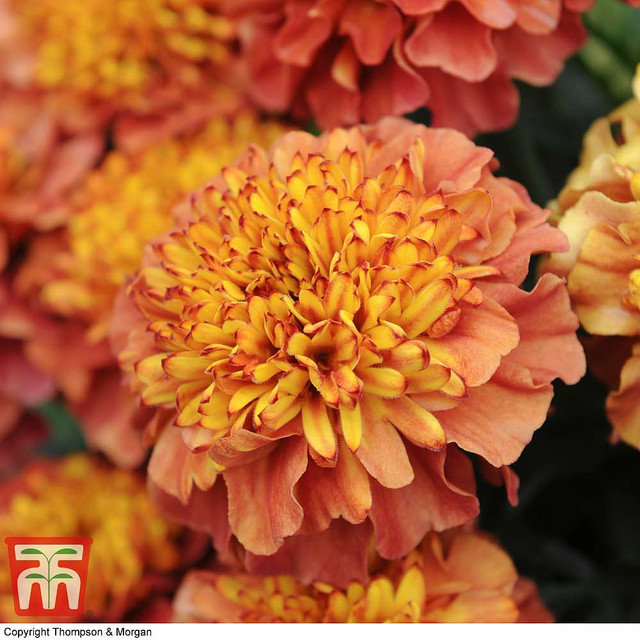 Marigold Colossus - Mr Middleton Garden Shop
