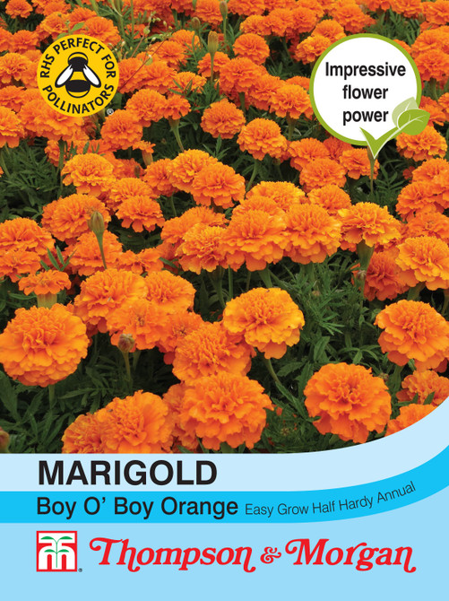 Marigold Boy O Boy Orange (French) - Mr Middleton Garden Shop