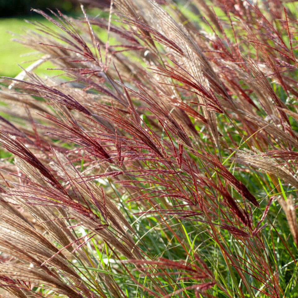 Miscanthus Red Chief - Mr Middleton Garden Shop