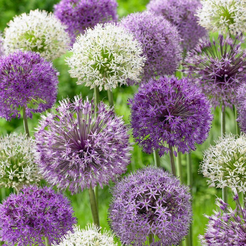 Allium Collection - Mr Middleton Garden Shop