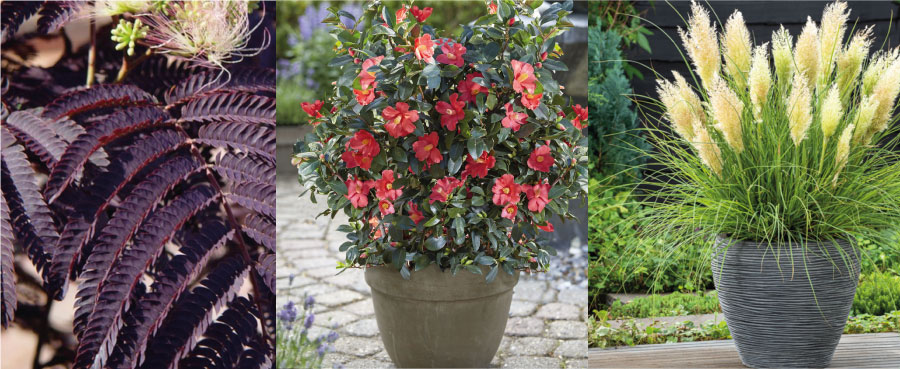 New Plant Hunters Catalogue is OUT!! - Mr Middleton Garden Shop