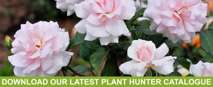 The New plant Hunter catalogue 2022 is out! - Mr Middleton Garden Shop