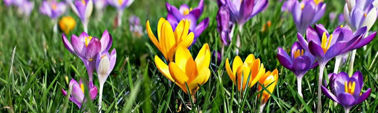 How to Grow Crocus for Naturalizing in Lawns and Woodland Settings - Mr ...