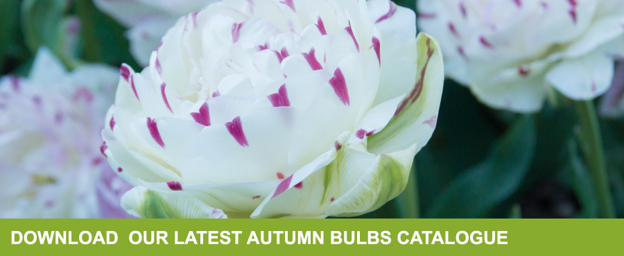 New Autumn Bulbs catalogue is out now! - Mr Middleton Garden Shop
