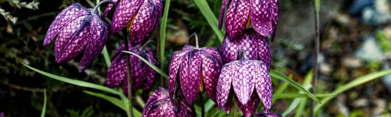 How to grow – Fritillaria - Mr Middleton Garden Shop