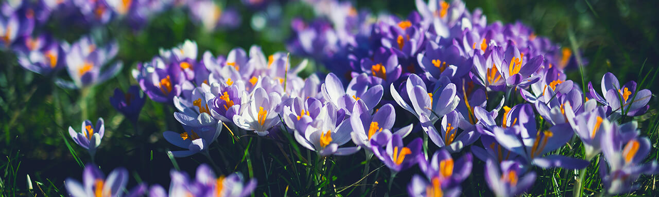 How to Grow Crocus sativus (Saffron Crocus) - Mr Middleton Garden Shop