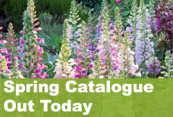 Garden Plants - Shrubs - Mr Middleton Garden Shop