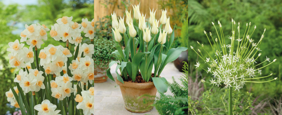 New Spring Bulbs Catalogue August 2023 - Mr Middleton Garden Shop