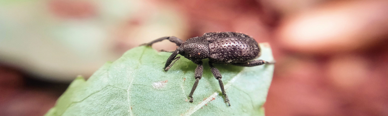 September: How to Stop Vine Weevils Naturally ? - Mr Middleton Garden Shop