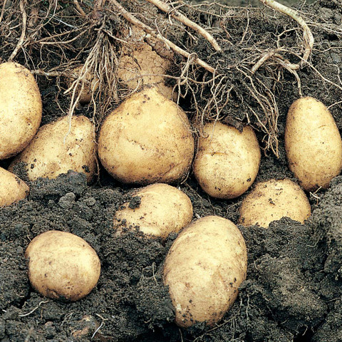 Potato Arran Pilot - Mr Middleton Garden Shop