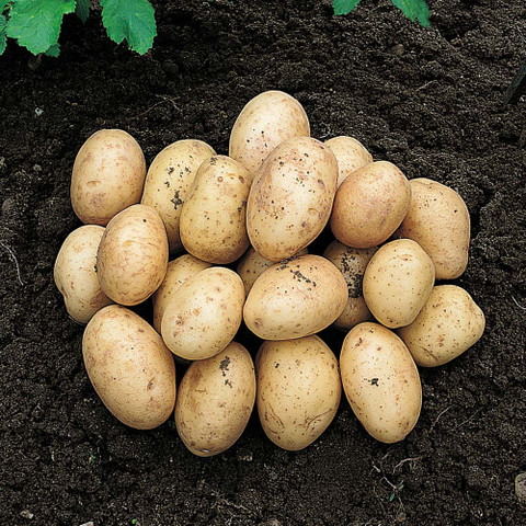 Potato Orla - Mr Middleton Garden Shop