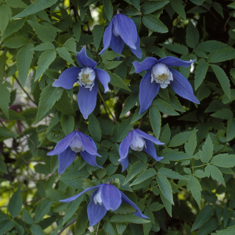 Clematis Alpina Francis Reeves - Mr Middleton Garden Shop