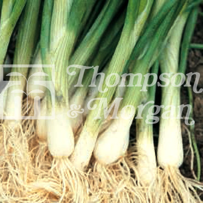 Spring Onion Performer - Mr Middleton Garden Shop