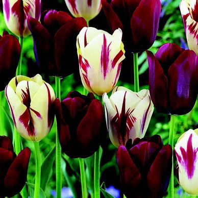 Tulip Perfect Match - Mr Middleton Garden Shop