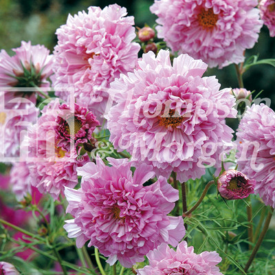 Cosmos Double Click Rose Bonbon - Mr Middleton Garden Shop