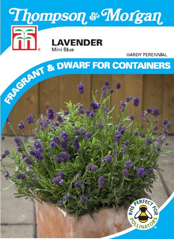 Lavender Mini Blue - Mr Middleton Garden Shop
