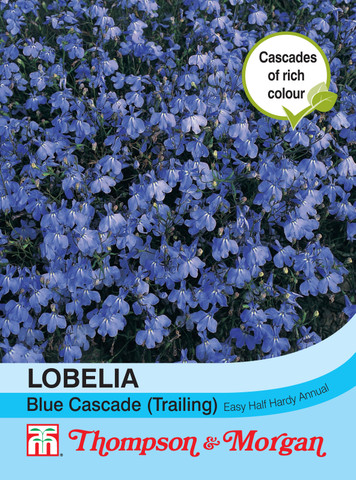 Lobelia (Trailing) Blue Cascade - Mr Middleton Garden Shop