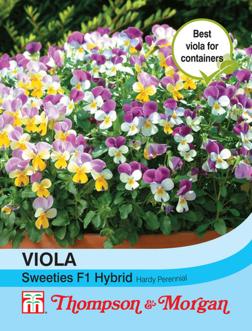 Viola Sweeties - Mr Middleton Garden Shop