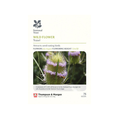 Wild Flower Teasel (National Trust Range) - Mr Middleton Garden Shop