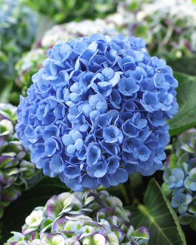 Hydrangea Magica ‘Revolution Blue’ - Mr Middleton Garden Shop