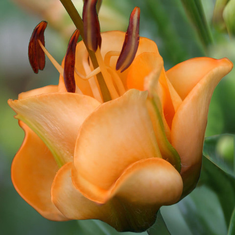 Lily Apricot Fudge (OD) - Mr Middleton Garden Shop
