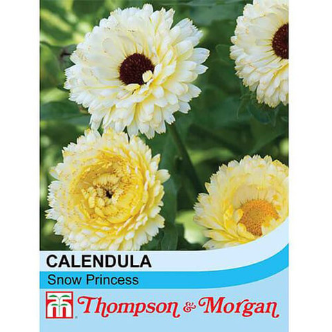 Calendula Snow Princess - Mr Middleton Garden Shop