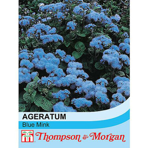 Ageratum houstonianum 'Blue Mink' - Mr Middleton Garden Shop