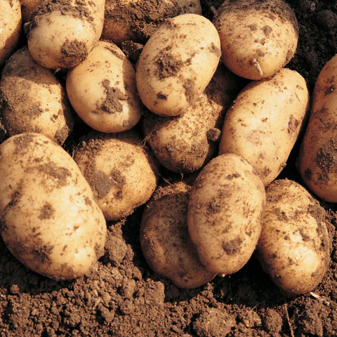 Potato Maris Peer - Mr Middleton Garden Shop