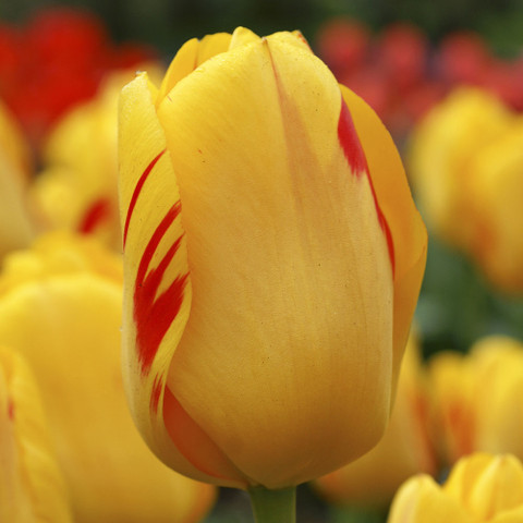 Tulip Olympic Flame - Mr Middleton Garden Shop