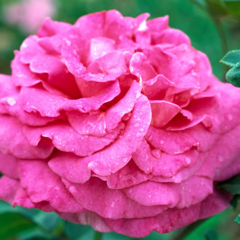 Chartreuse De Parme Delbard Painters Collection - Mr Middleton Garden Shop