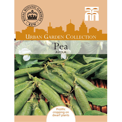 Pea Avola (Kew) - Mr Middleton Garden Shop