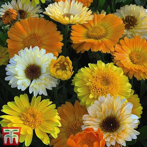 Calendula Summer Sunset - Mr Middleton Garden Shop