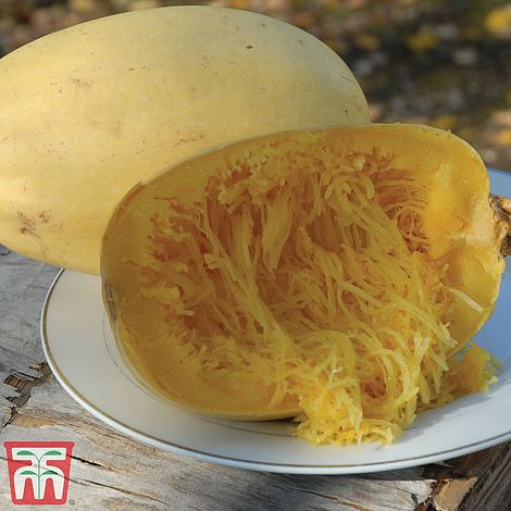 Squash Primavera F1 Hybrid - Mr Middleton Garden Shop