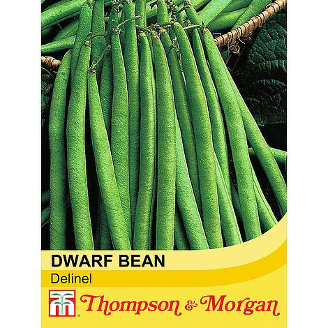 Dwarf Bean 'Delinel' - Mr Middleton Garden Shop