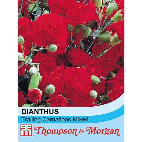 Dianthus caryophyllus 'Trailing Carnations Mixed' - Mr Middleton Garden ...