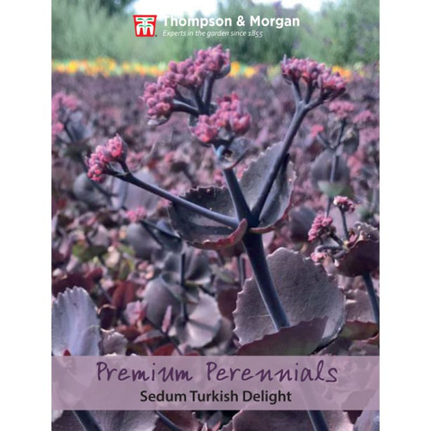 Sedum Turkish Delight (Perennials Collection) - Mr Middleton Garden Shop