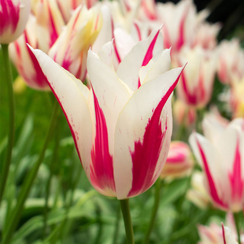 Tulip Marilyn - Mr Middleton Garden Shop