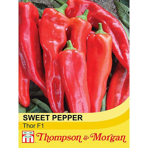 Sweet Pepper 'Thor' F1 Hybrid - Mr Middleton Garden Shop