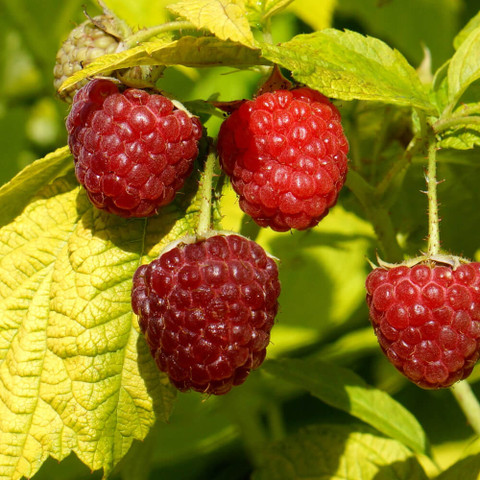 Raspberry Sweet Little Sister - Mr Middleton Garden Shop