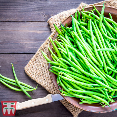 Dwarf French Bean Compass (Green) - Mr Middleton Garden Shop