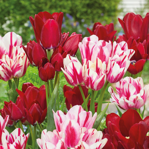 Tulip Magic Bouquets - Mr Middleton Garden Shop