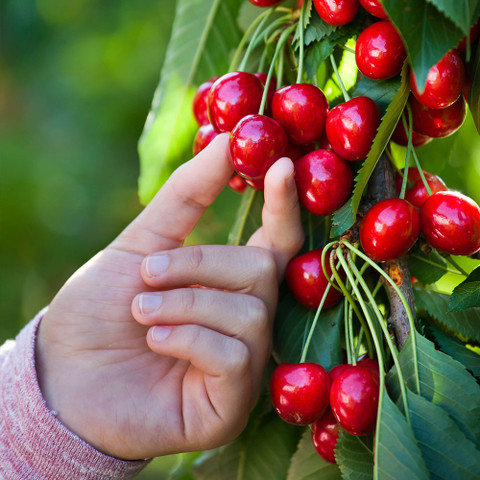 Dwarf Cherry Boop - Mr Middleton Garden Shop