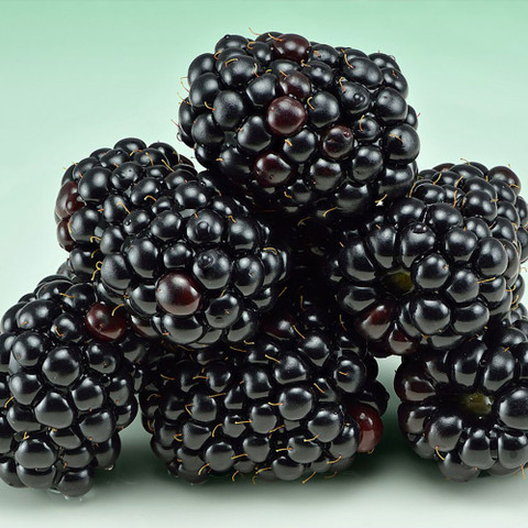 Blackberry ‘black New Satin’ Thornless - Mr Middleton Garden Shop