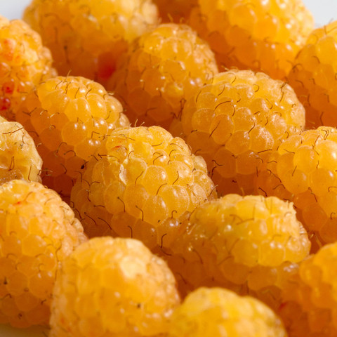 Raspberry Golden Bliss (Autumn Fruiting) - Mr Middleton Garden Shop