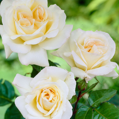 Rose True Love - Mr Middleton Garden Shop