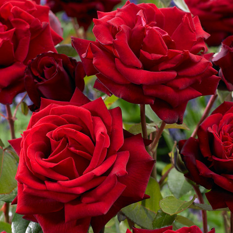 Rose ‘Ingrid Bergman’ - Mr Middleton Garden Shop