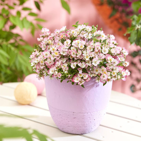 Rosa Cutie Pie - Mr Middleton Garden Shop