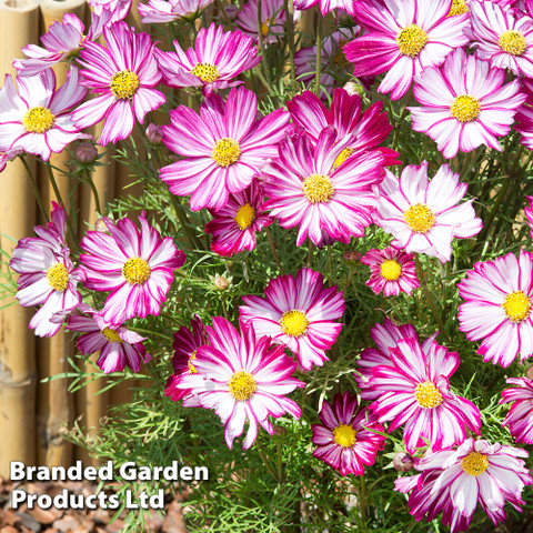 Cosmos Dwarf Purple Picotee - Mr Middleton Garden Shop